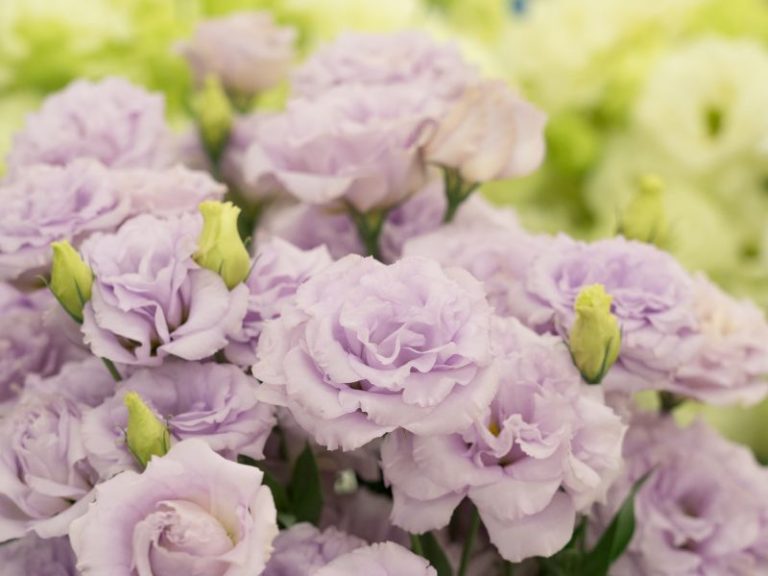Flowers that Start with L: Photos, Facts, Growing Zones, Habitats