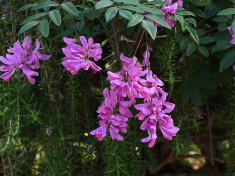 Flowers that Start with I: Photos, Facts, Growing Zones, Habitats