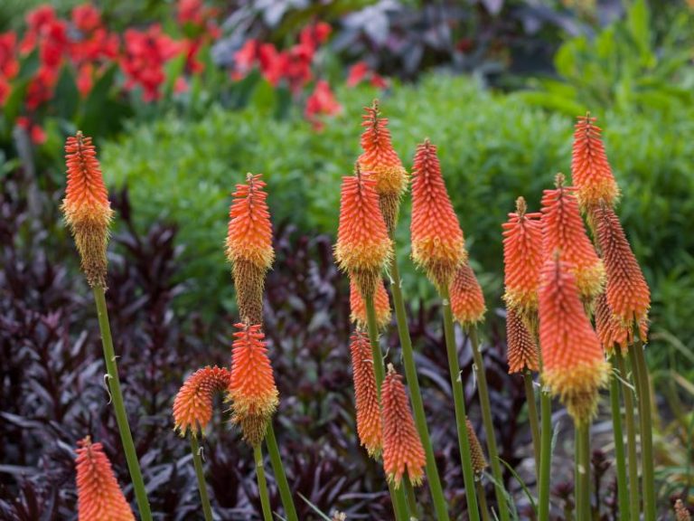 Flowers that Start with K: Photos, Facts, Growing Zones, Habitats