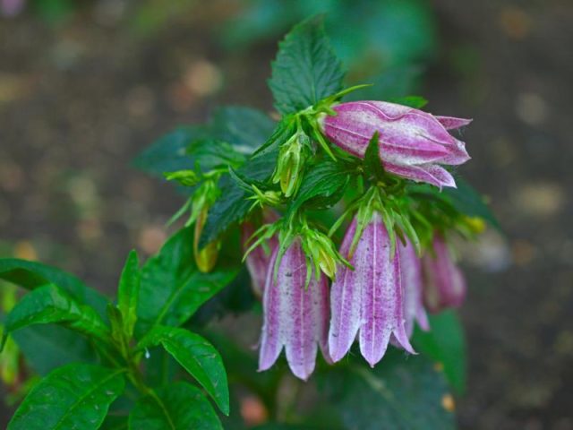 Flowers that Start with K: Photos, Facts, Growing Zones, Habitats