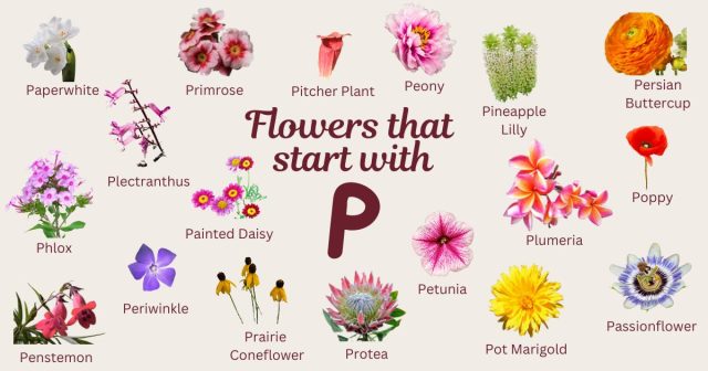 Flowers that Start with P
