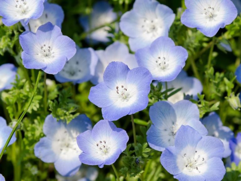 Flowers that Start with N: Photos, Facts, Growing Zones, Habitats