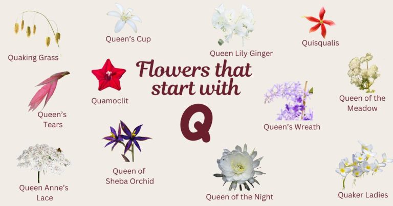 Flowers that Start with Q