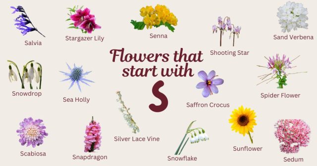 Flowers that Start with S: Photos, Facts, Growing Zones, Habitats