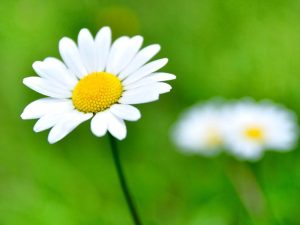 Flowers that Start with O: Photos, Facts, Growing Zones, Habitats