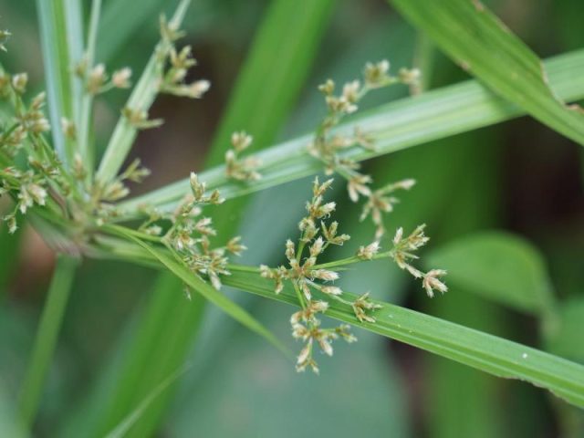 Flowers that Start with U: Photos, Facts, Growing Zones, Habitats