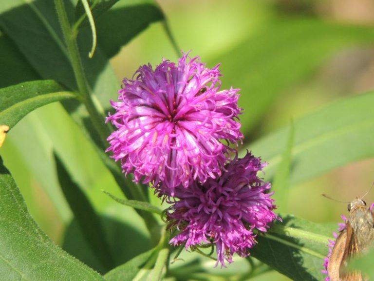 Flowers that Start with U: Photos, Facts, Growing Zones, Habitats