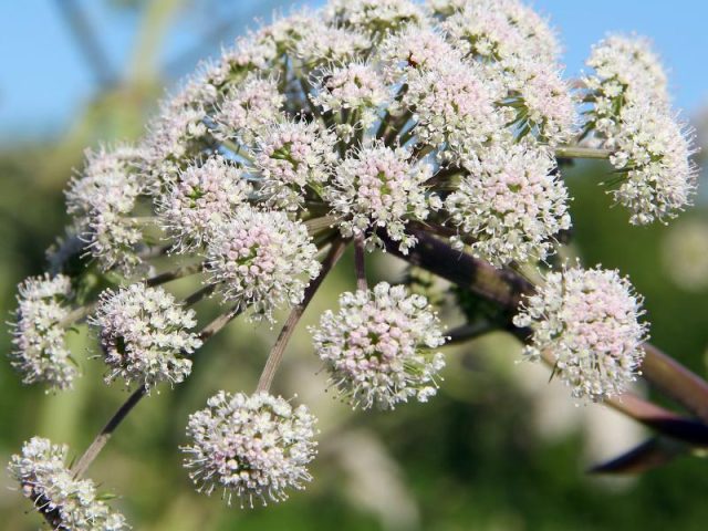 Flowers that Start with V: Photos, Facts, Growing Zones, Habitats
