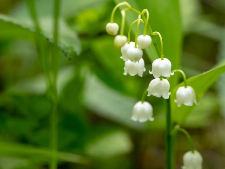 Flowers that Start with V: Photos, Facts, Growing Zones, Habitats