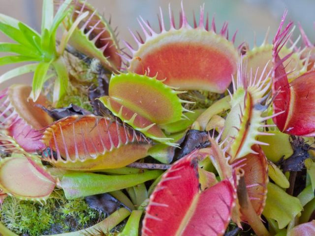 Flowers that Start with V: Photos, Facts, Growing Zones, Habitats