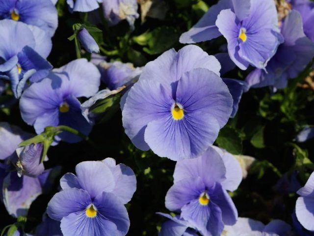Flowers that Start with V: Photos, Facts, Growing Zones, Habitats