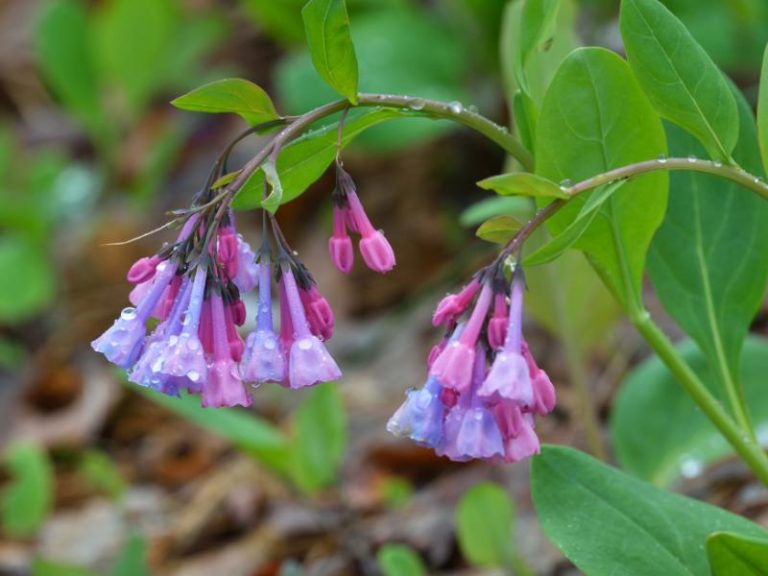 Flowers that Start with V: Photos, Facts, Growing Zones, Habitats