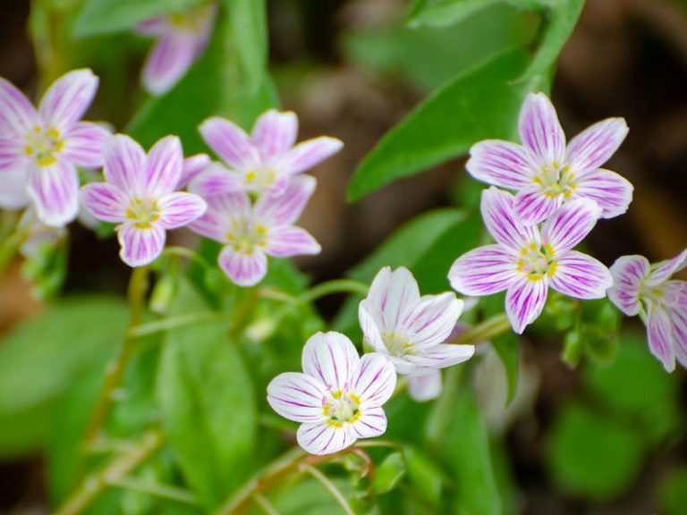 Flowers that Start with V: Photos, Facts, Growing Zones, Habitats