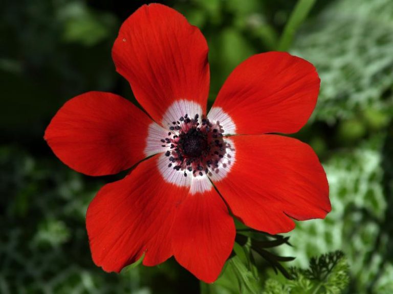 Flowers that Start with W: Photos, Facts, Growing Zones ...