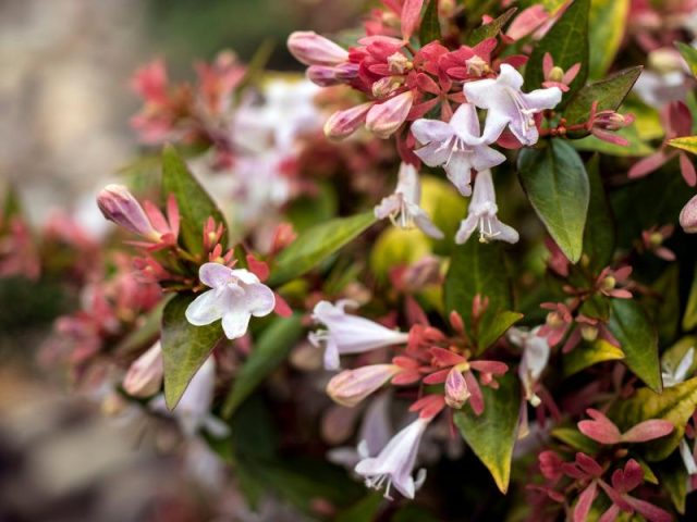 Flowers that Start with Z: Photos, Facts, Growing Zones, Habitats